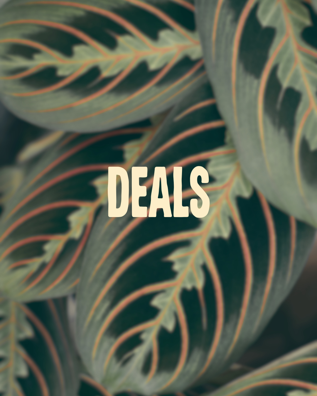Aurea Plants - Rare Plant Shop - Delivery across Canada