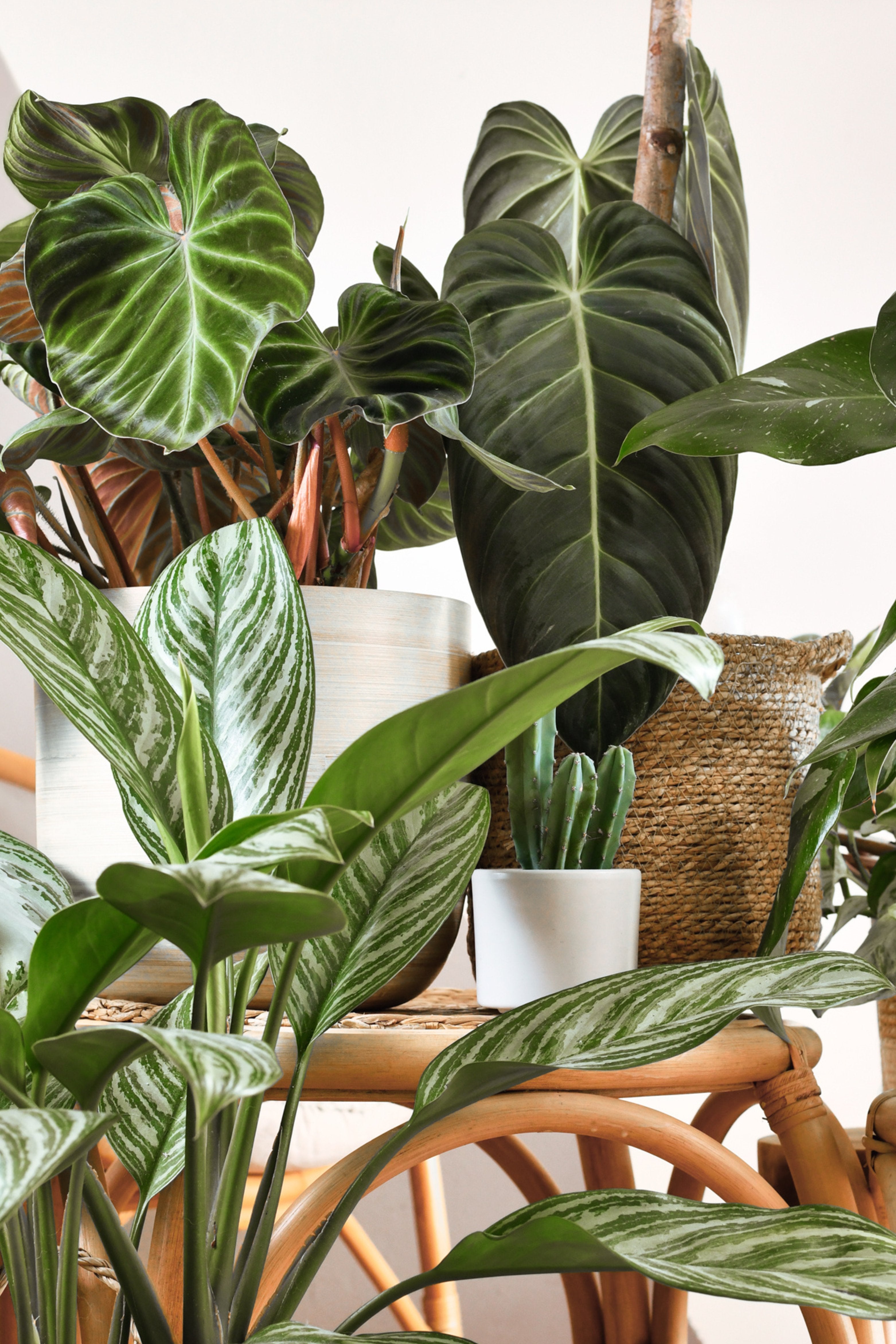 All plants – Aurea Plants
