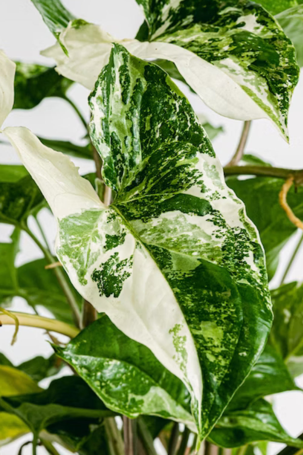 Plantes Aurea - Boutique plantes rares - Livraison partout au Canada ...