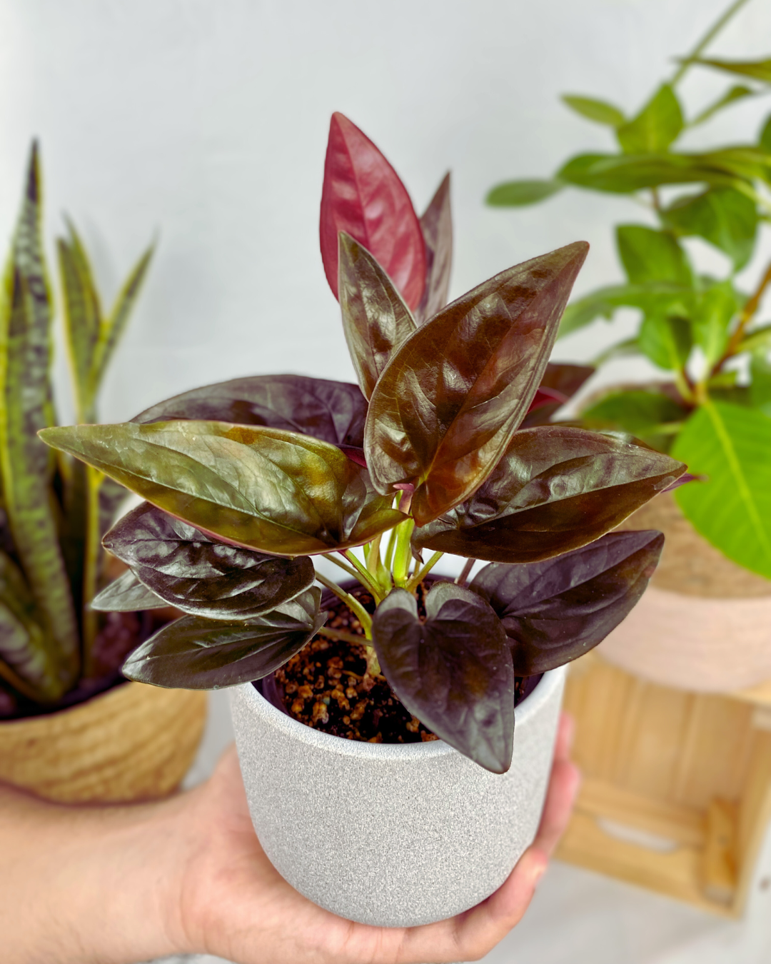 Syngonium Red Arrow – Aurea Plants