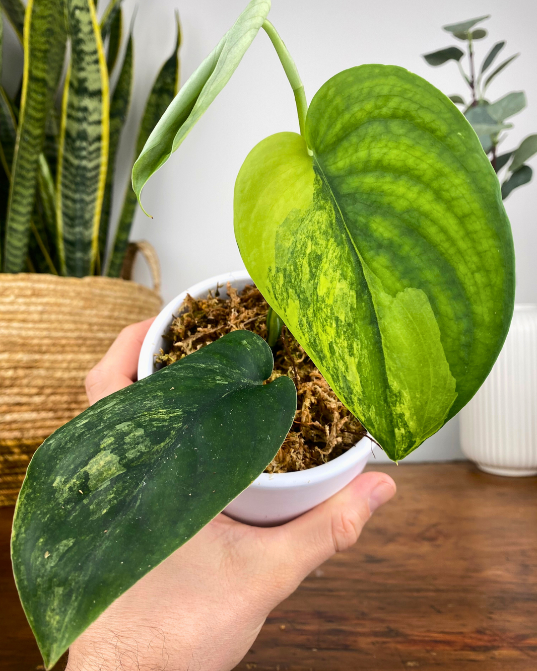 Pothos – Aurea Plants