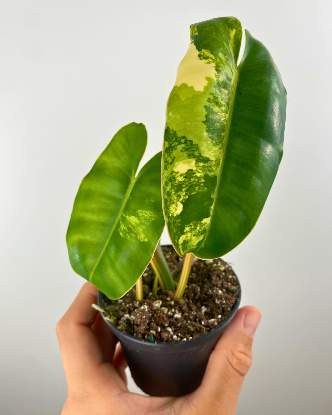 Monstera Aurea Marmorata – Aurea Plants