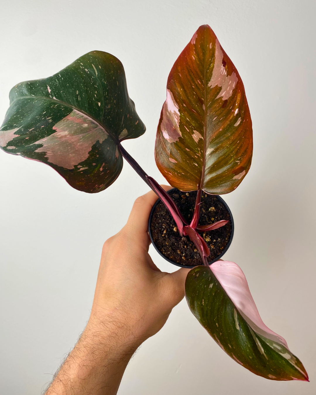 Philodendron Red Anderson – Aurea Plants