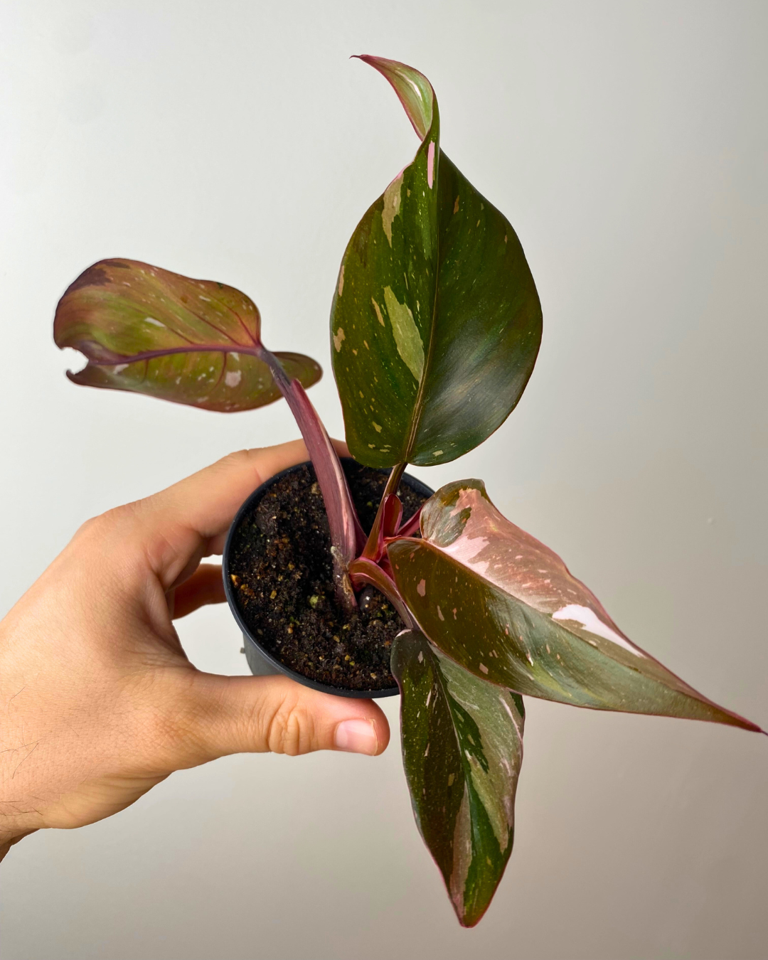 Philodendron Red Anderson – Aurea Plants