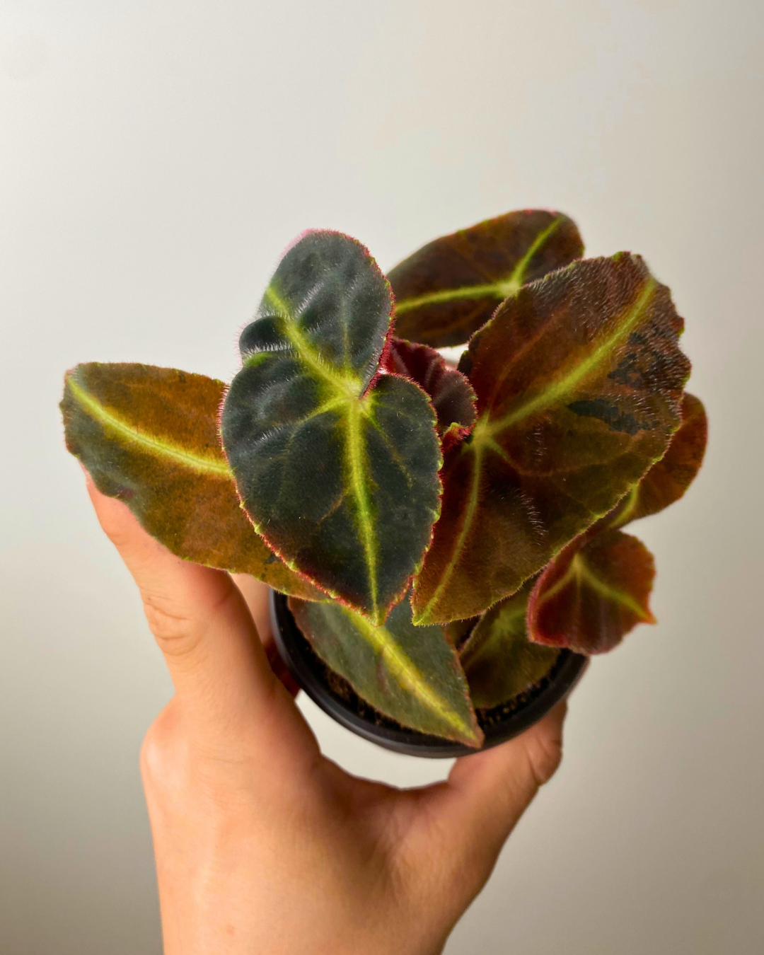 Begonia Listada Variegata – Aurea Plants