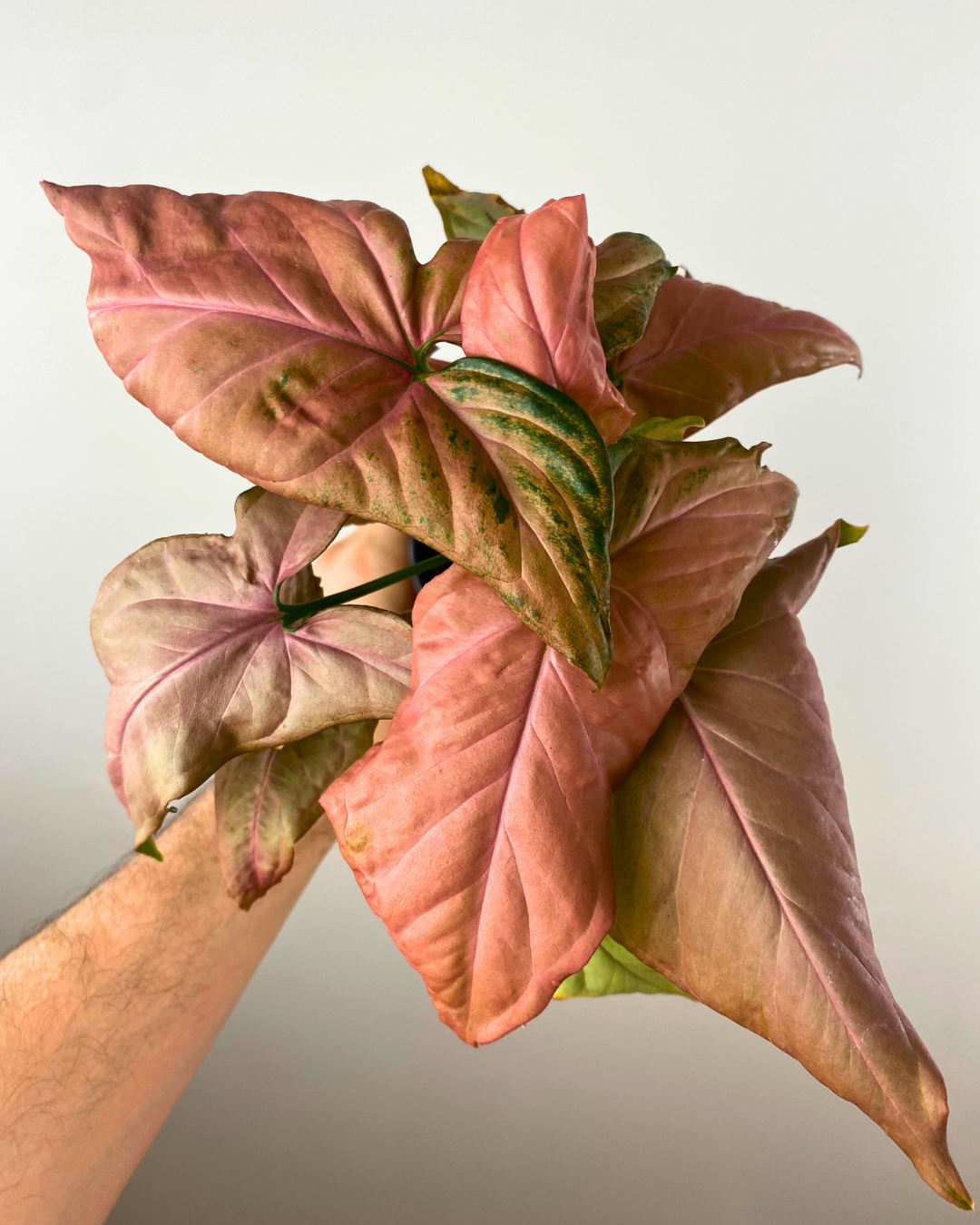 Syngonium Pink Neon – Aurea Plants