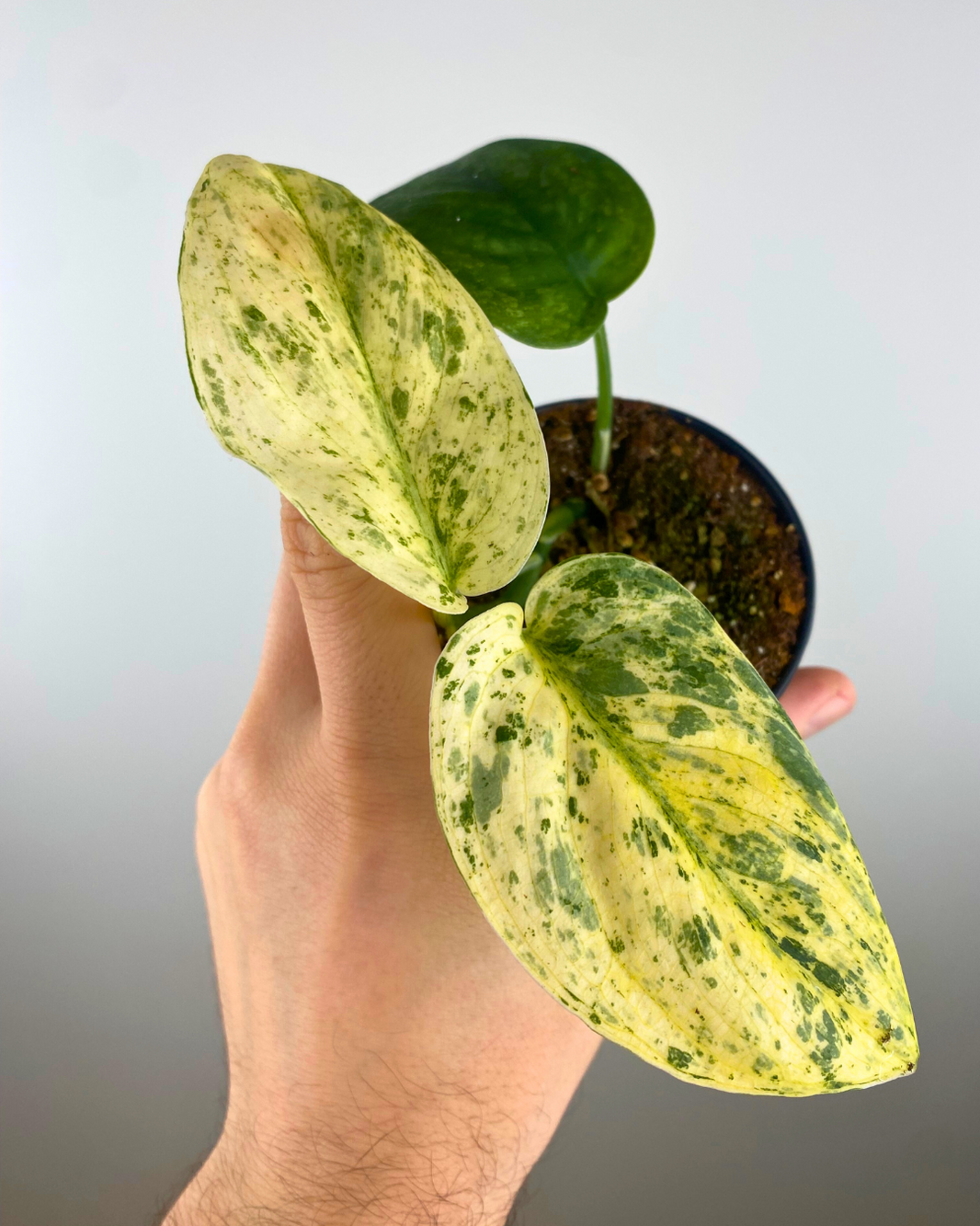 Pothos – Aurea Plants