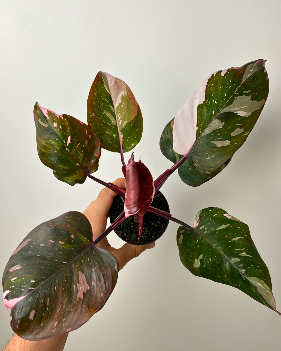 Philodendron Red Anderson – Aurea Plants