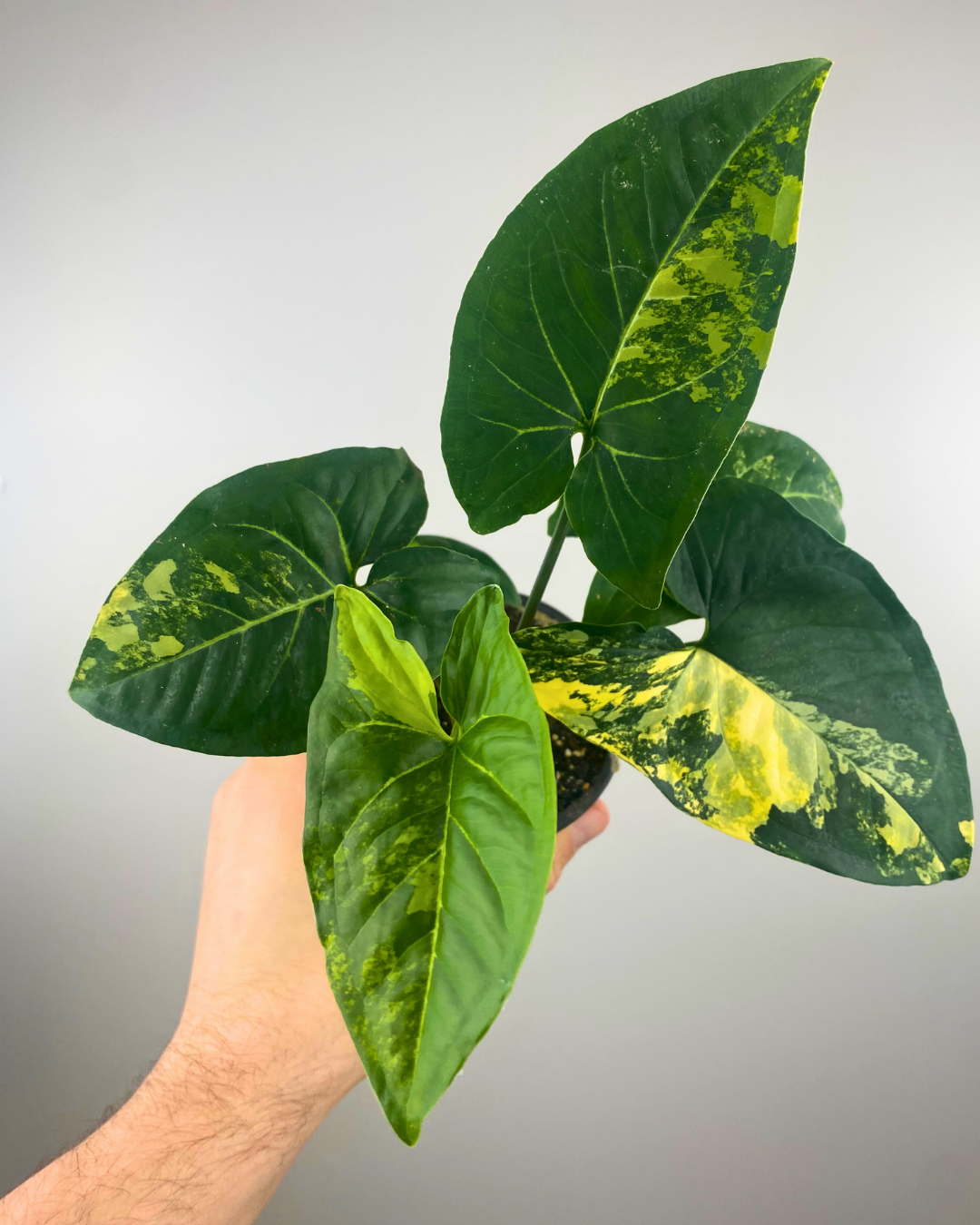 Syngonium Aurea – Aurea Plants
