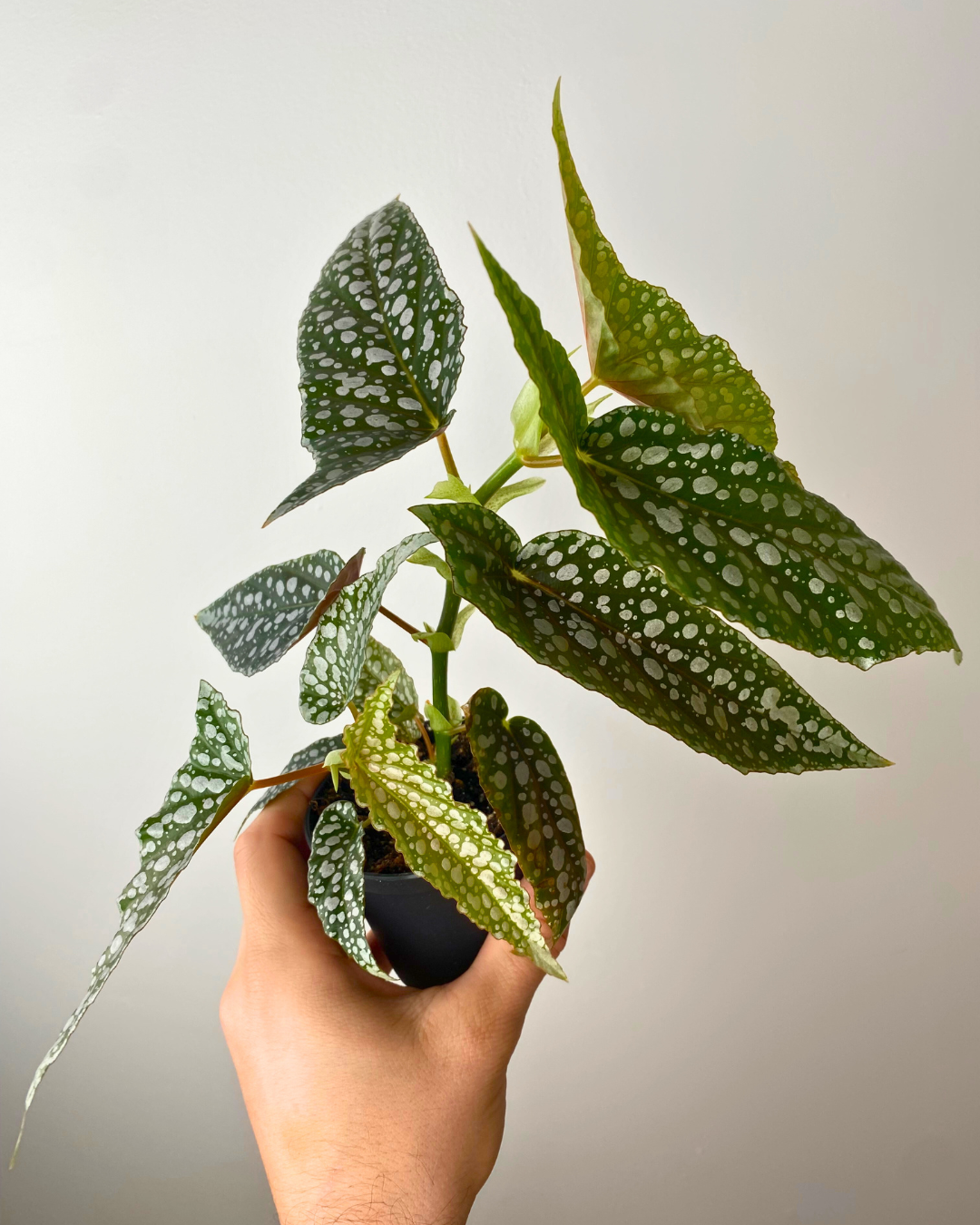 Begonia 'White Ice' – Aurea Plants