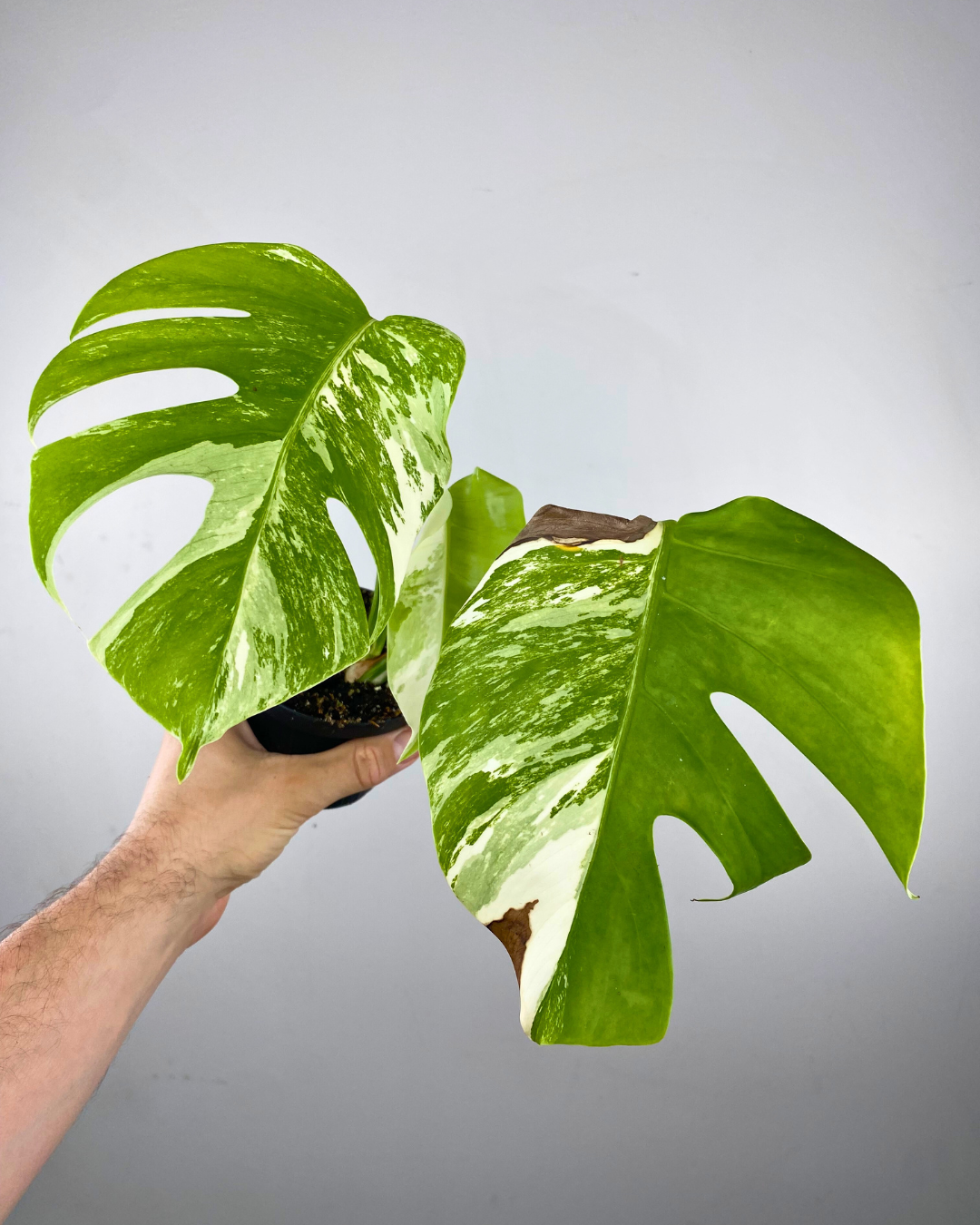 Monstera Borsigiana Albo – Aurea Plants