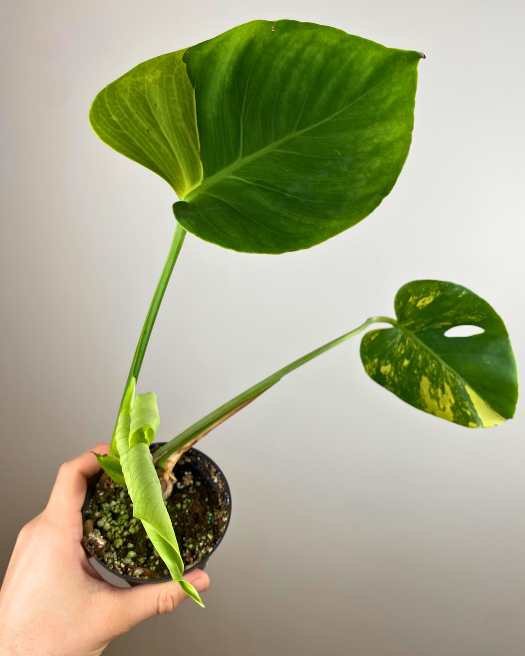 Monstera Deliciosa Green on Green – Aurea Plants