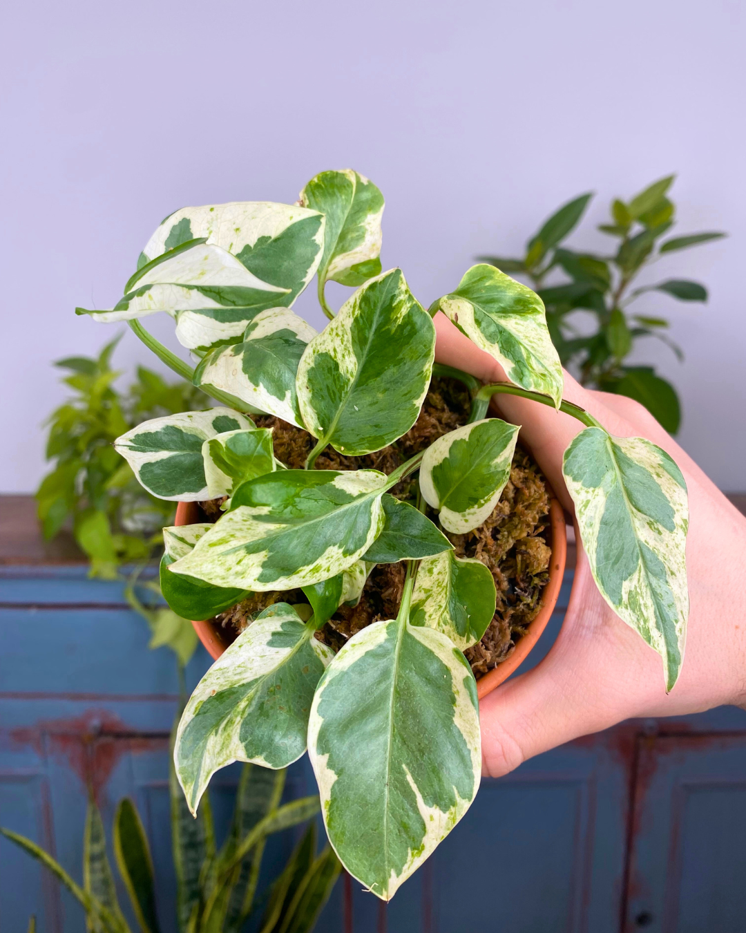Pearl and Jade Pothos – Aurea Plants