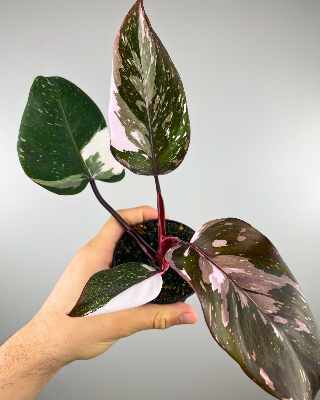 Philodendron Red Anderson – Aurea Plants