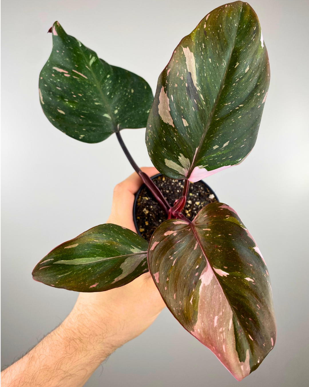Philodendron Red Anderson – Aurea Plants