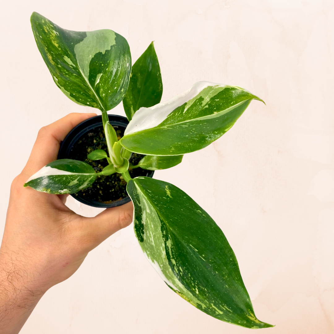 Philodendron White Wizard – Aurea Plants