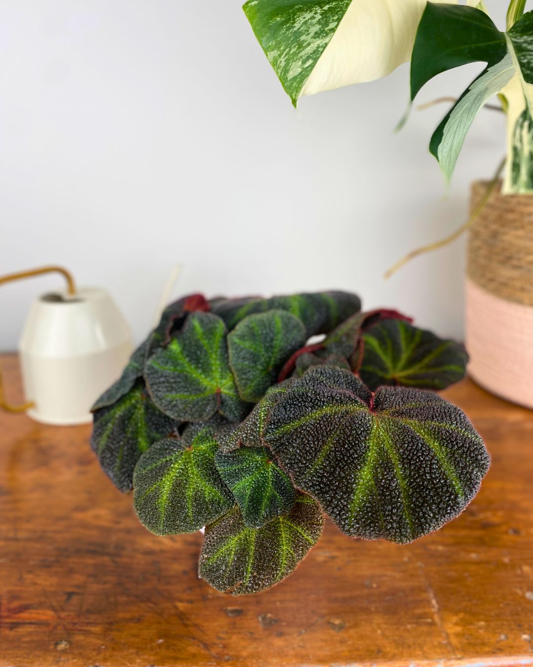 Begonia Soli-Mutata – Aurea Plants