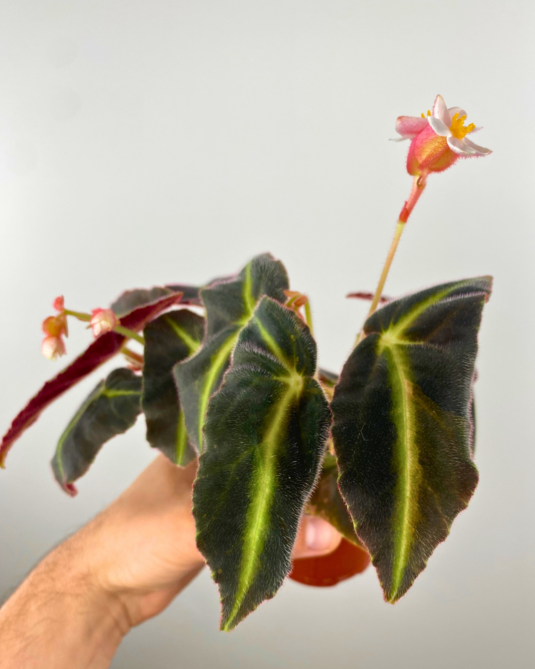 Begonia Listada Variegata – Aurea Plants