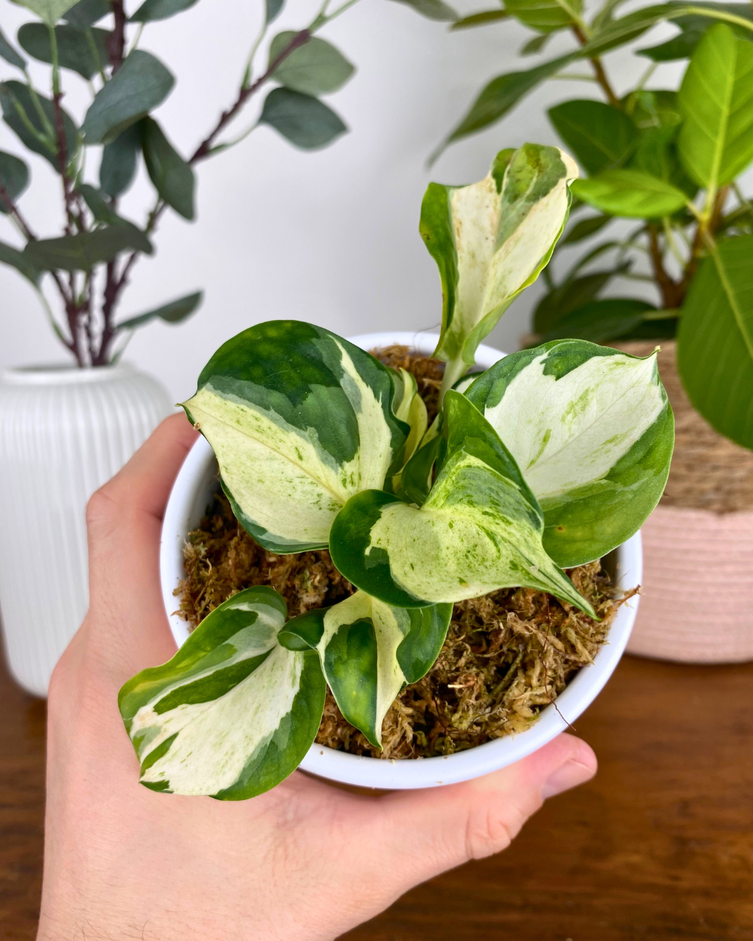 Pothos/Scindapsus – Aurea Plants