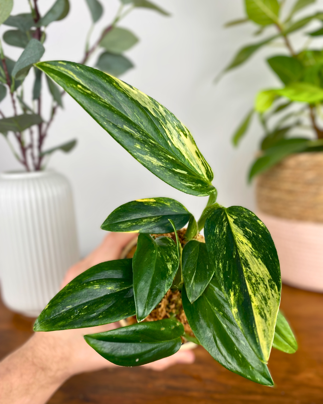 Monstera Standleyana Aurea – Aurea Plants