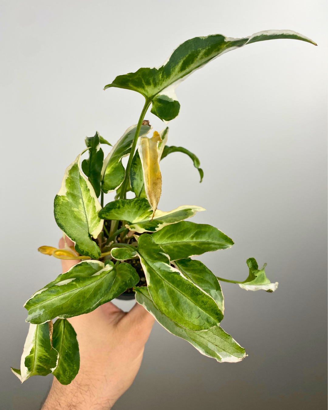 Syngonium Starlite – Aurea Plants