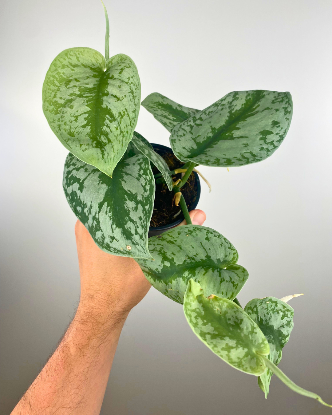 Pothos/Scindapsus – Aurea Plants