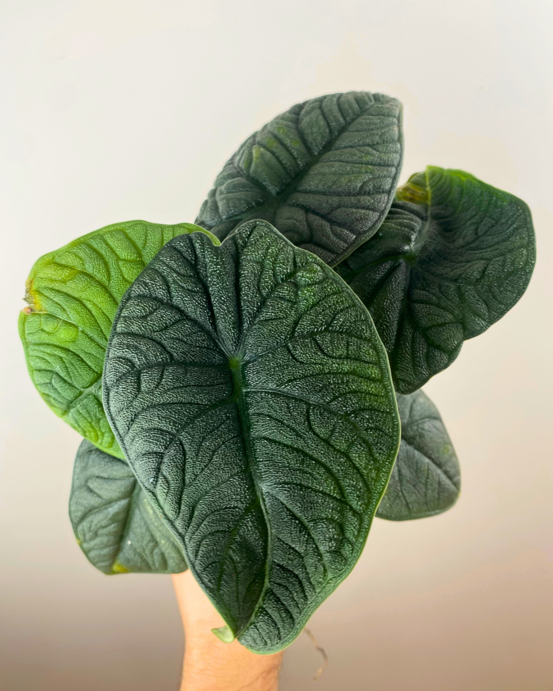 Alocasia Melo – Aurea Plants