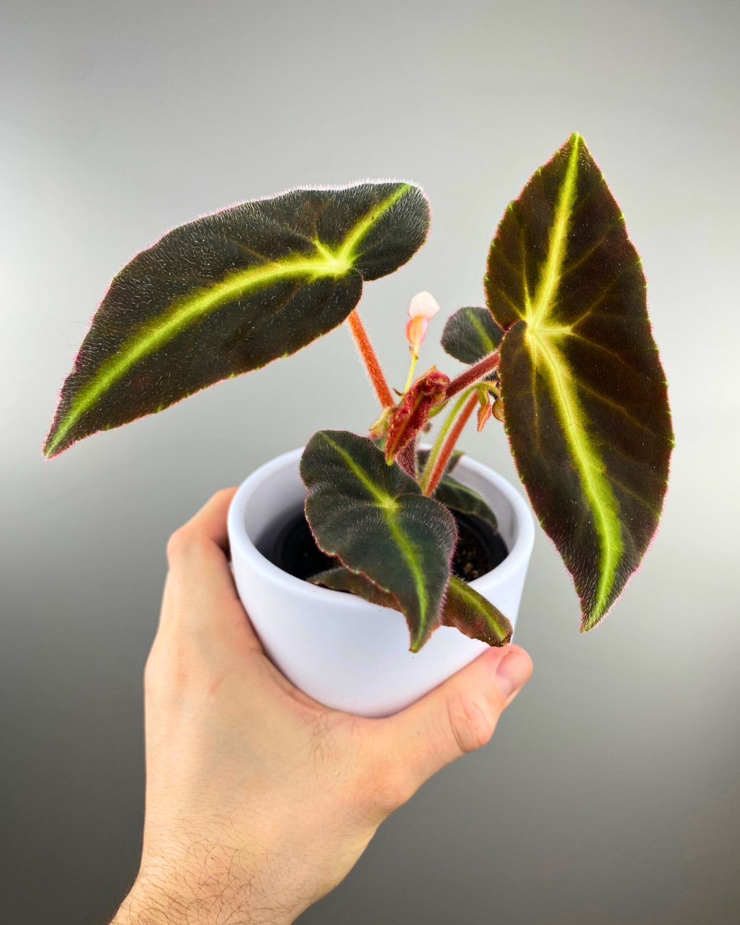 Begonia Listada – Aurea Plants