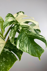 Aurea Plants - Rare Plant Shop - Delivery across Canada