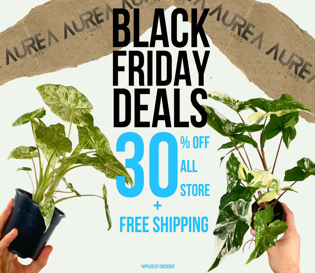 Aurea Plants - Rare Plant Shop - Delivery across Canada