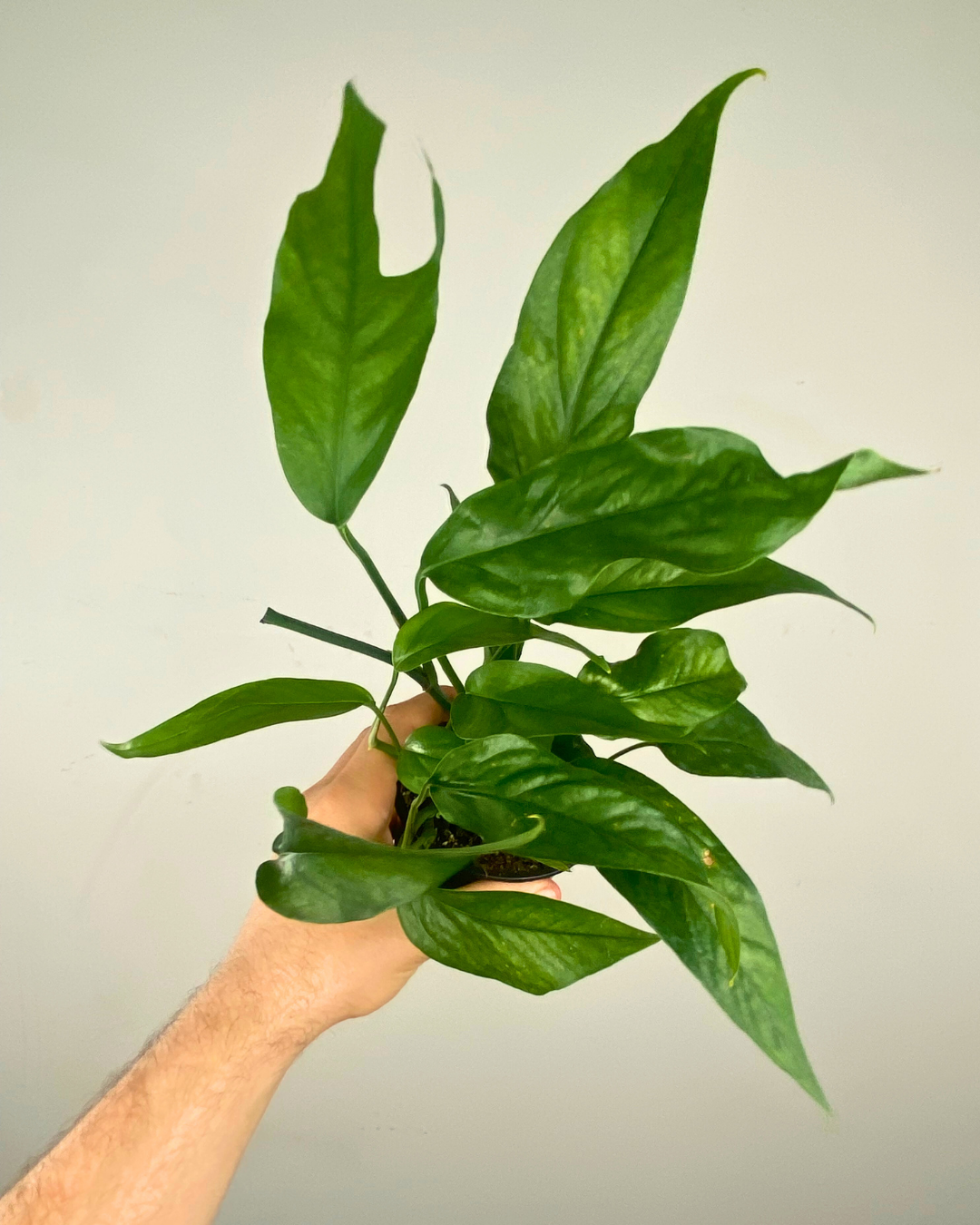 Pothos/Scindapsus – Aurea Plants