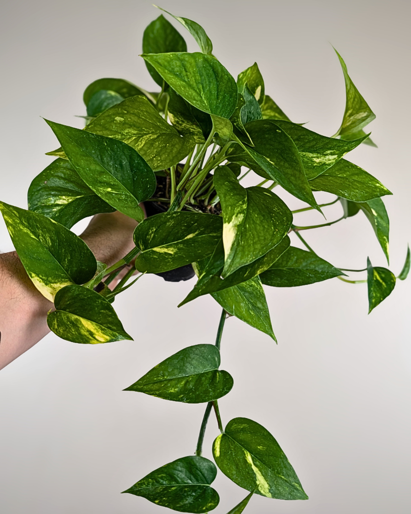 Pothos/Scindapsus – Aurea Plants