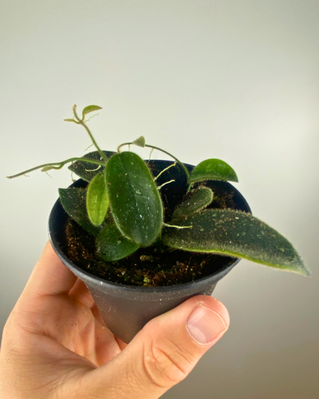 Hoya aff Thomsonii Pink – Aurea Plants