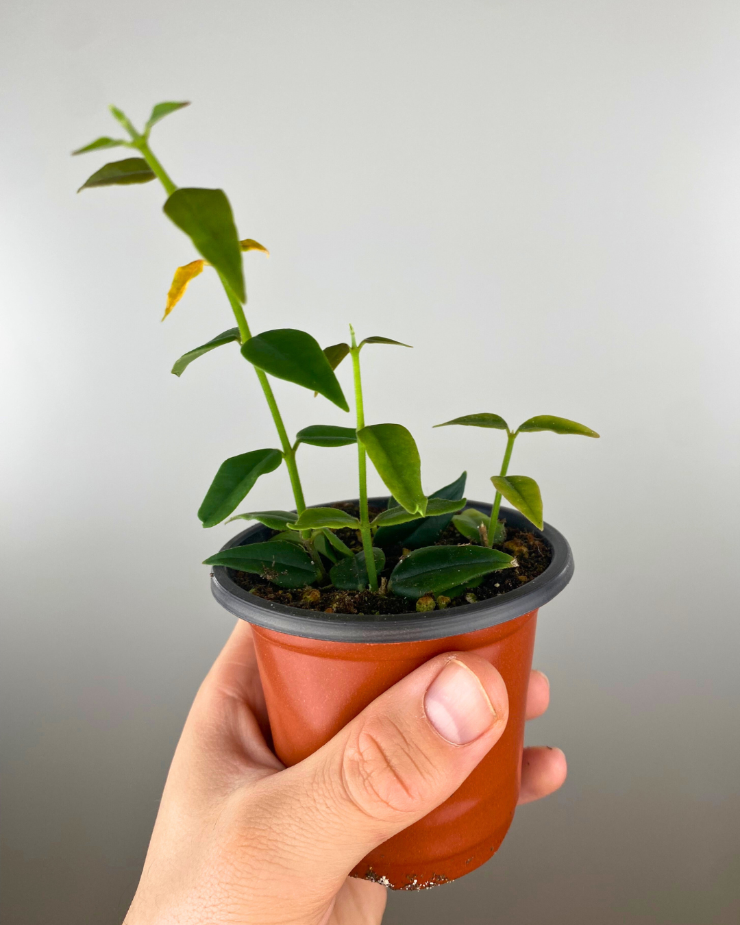 Hoya Bella – Aurea Plants