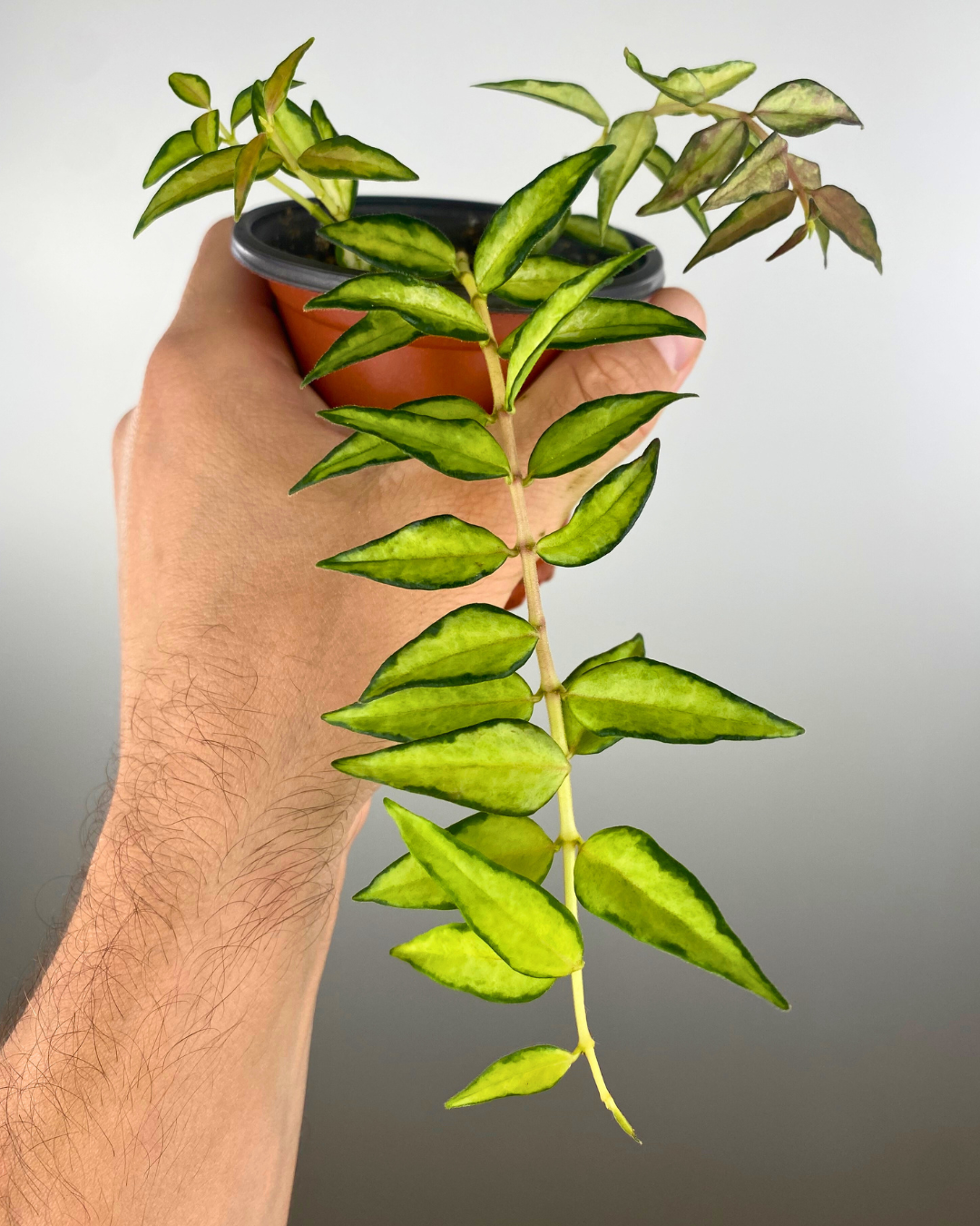 Hoya Bella Luis Bois