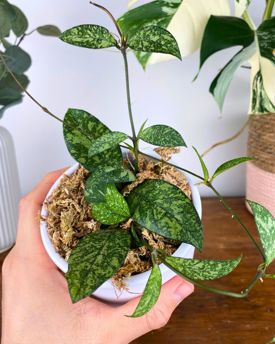 Hoya Crassipetiolata Splash – Aurea Plants
