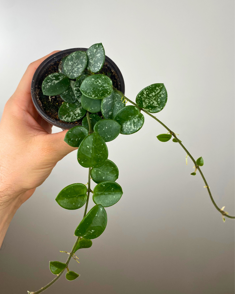 Hoya 'Mathilde Splash' – Aurea Plants