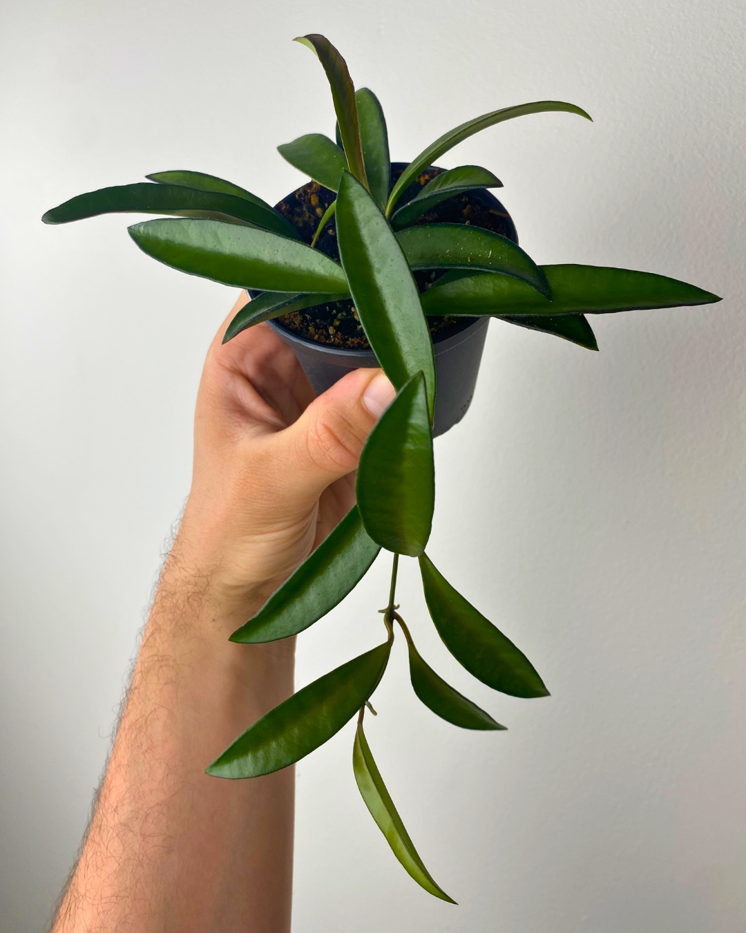 Hoya Wayetii – Aurea Plants