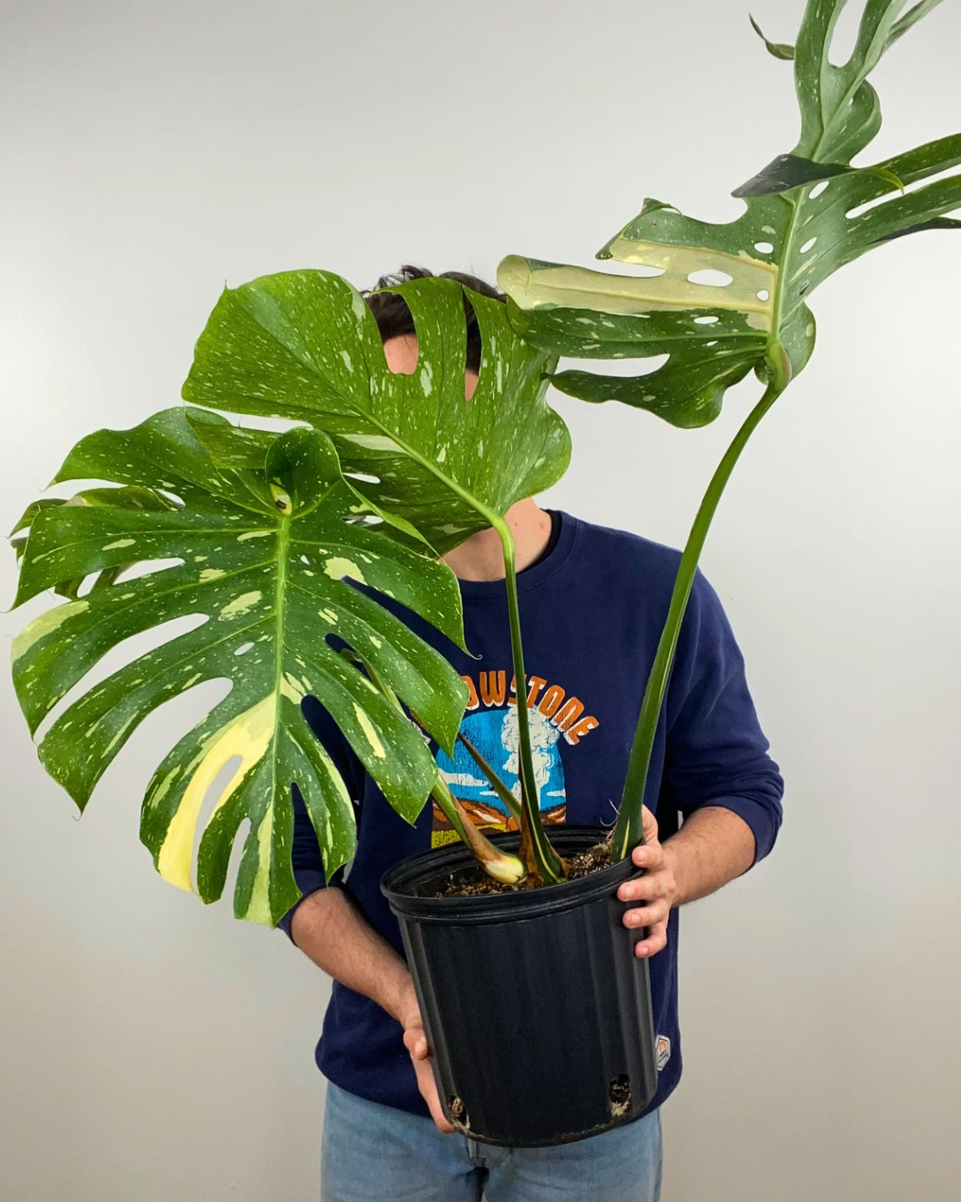 Monstera Thaï Constellation Mature – Aurea Plants