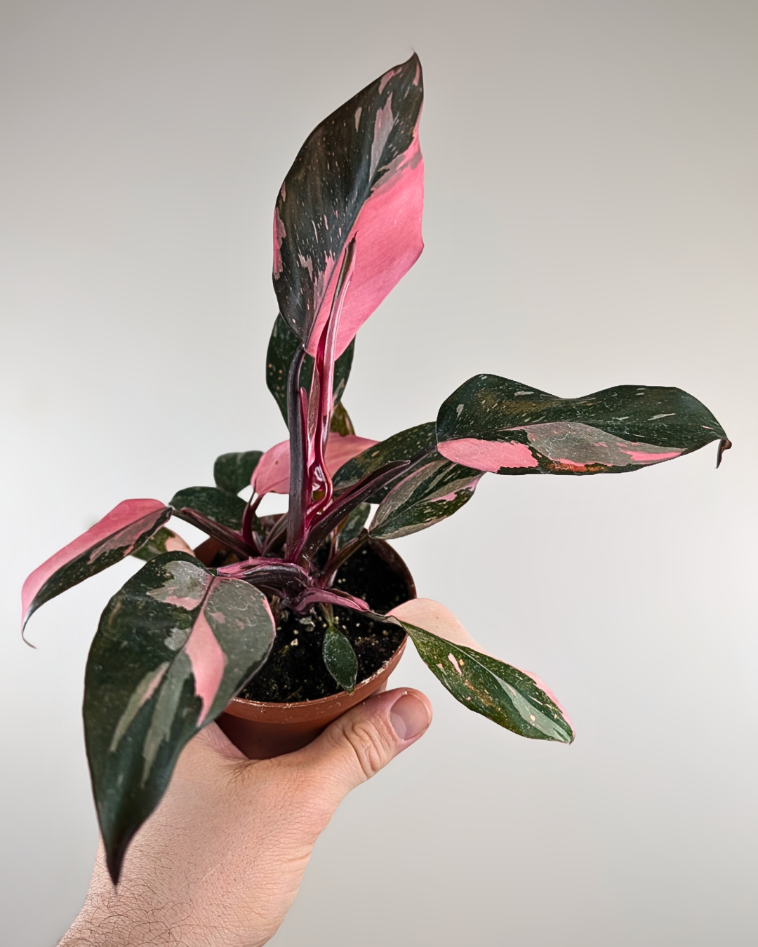 Philodendron Pink Princess 'Marble King' – Aurea Plants