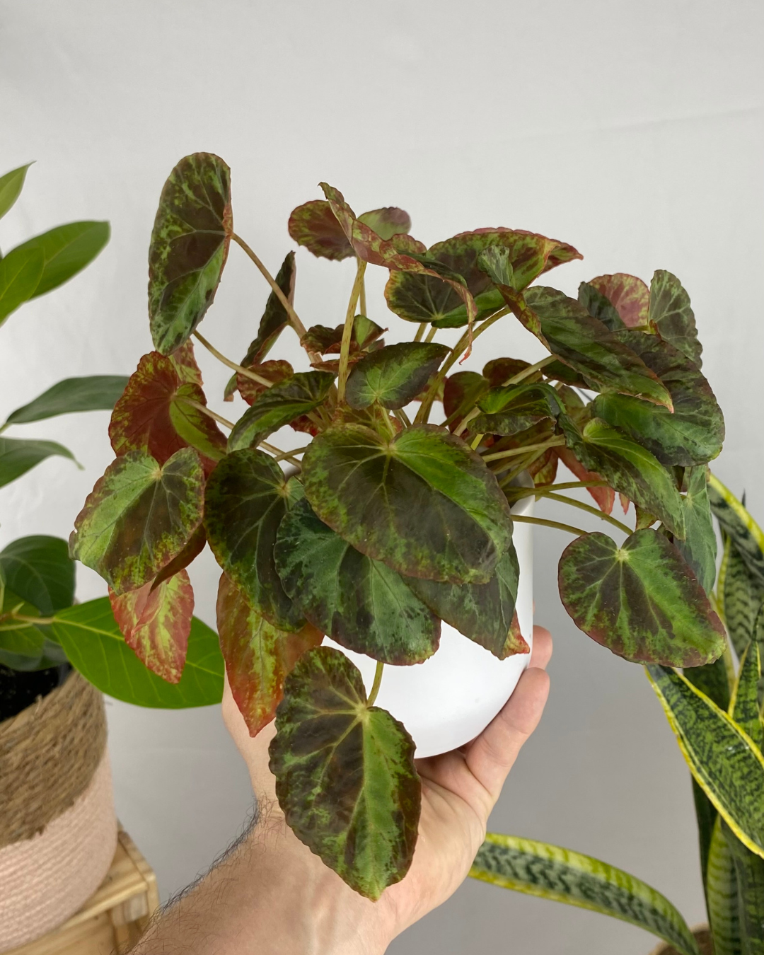 Begonia Burkillii – Aurea Plants