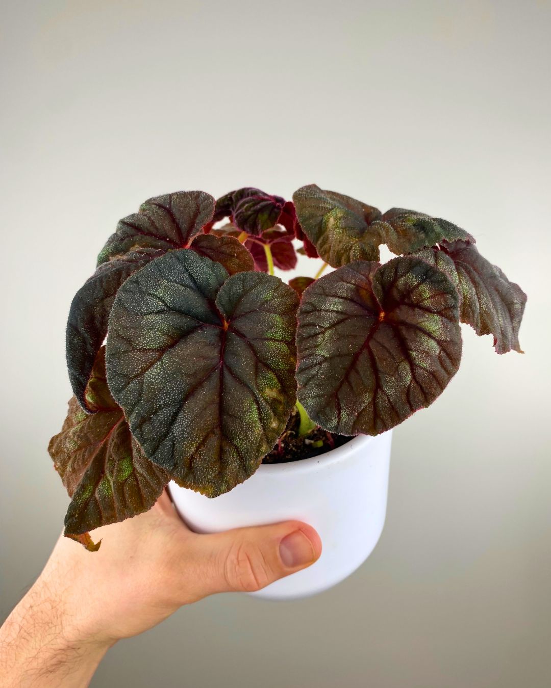 Begonia Cathayana – Aurea Plants