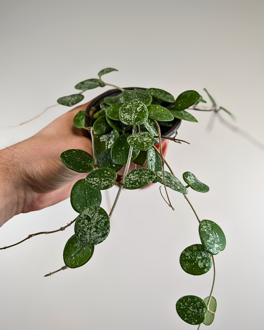 Hoya 'Mathilde Splash' – Aurea Plants