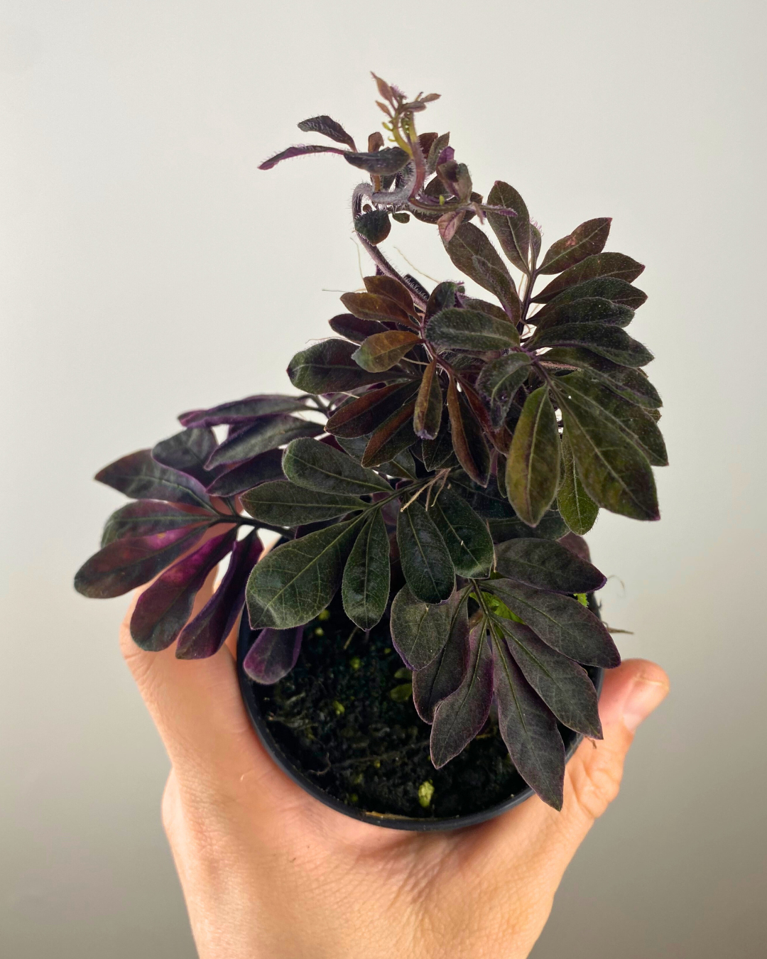 Solanum uleanum – Aurea Plants